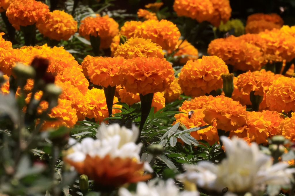 Scientists Create a Global Database of Plant Lifecycles To Predict ...