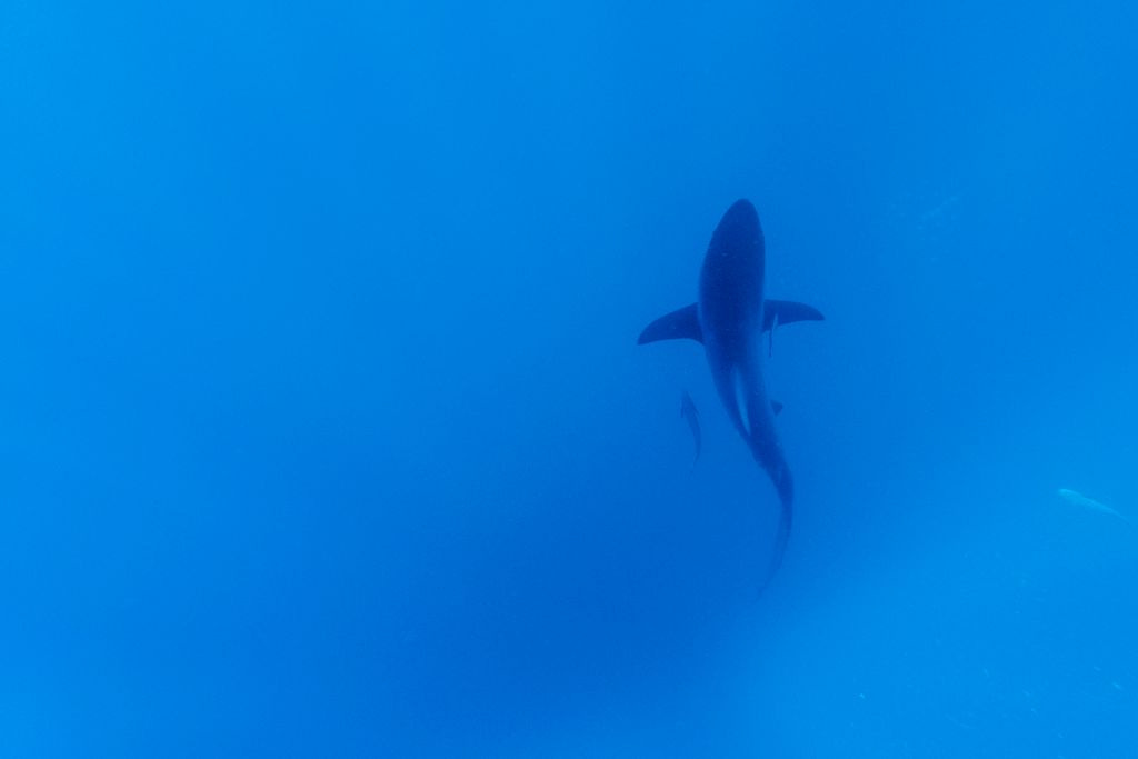 Sharks Have Bitter Receptors, but They Don’t Use Them for Tasting ...