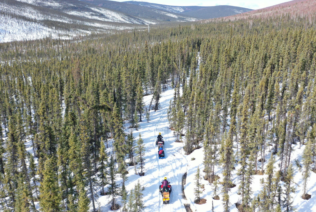 Wolves Reduce Moose Herbivory and Enhance Boreal Forest Biodiversity ...