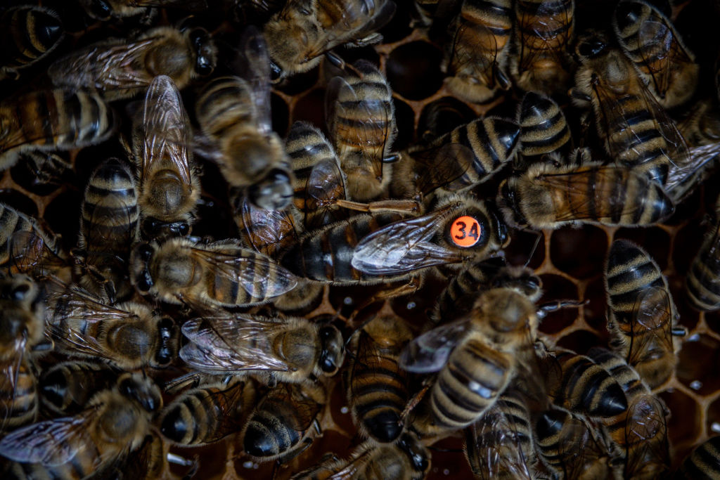 Honeybees Let Nature Take Its Course, Hives Follow Ambient Temperature ...