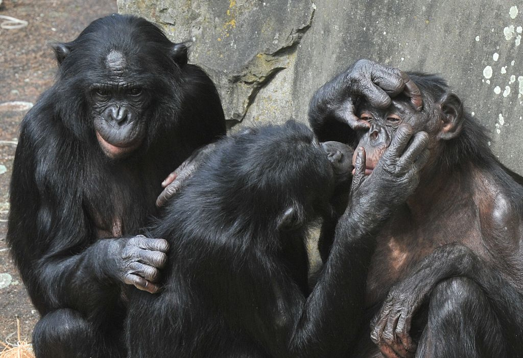 Bonobos Show How Early Humans Formed Social Bonds and Cooperated