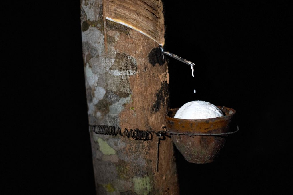 Rubber Plantations Drive Tropical Forest Loss and Biodiversity Decline