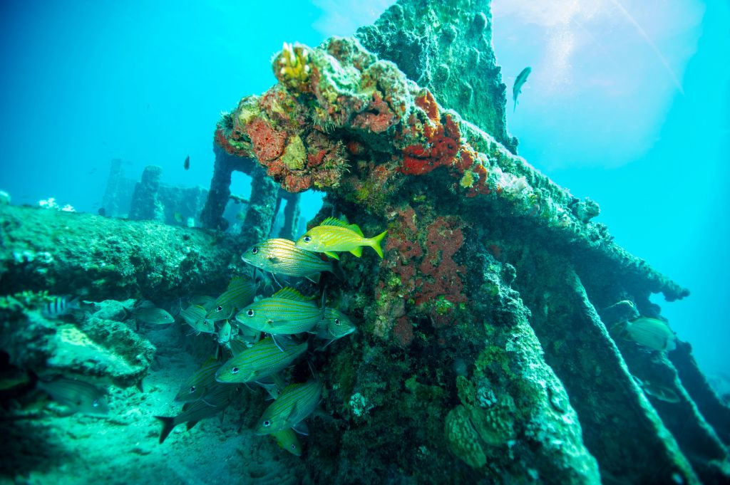 Shipwrecks as Artificial Reefs: A Boon for Marine Conservation