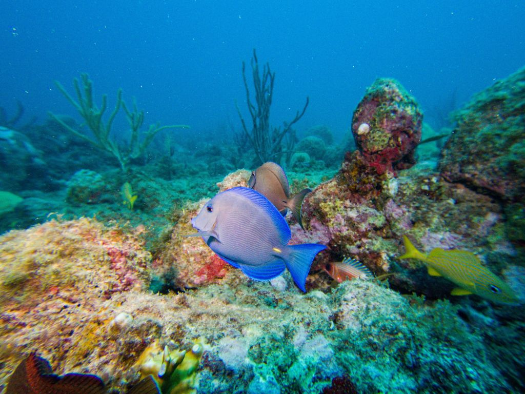 Amazing Fish Ear Stones That Act Like Tree Rings and Record Their History