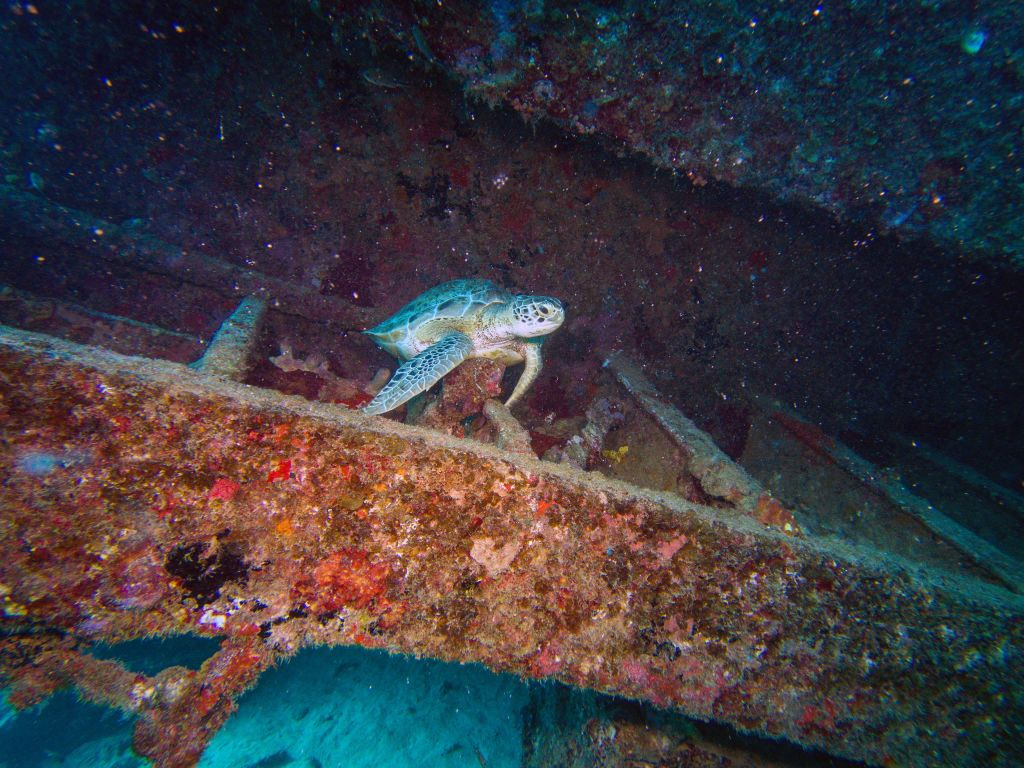 Tropicalization: Different Marine Life Species Experience Mass Movement ...