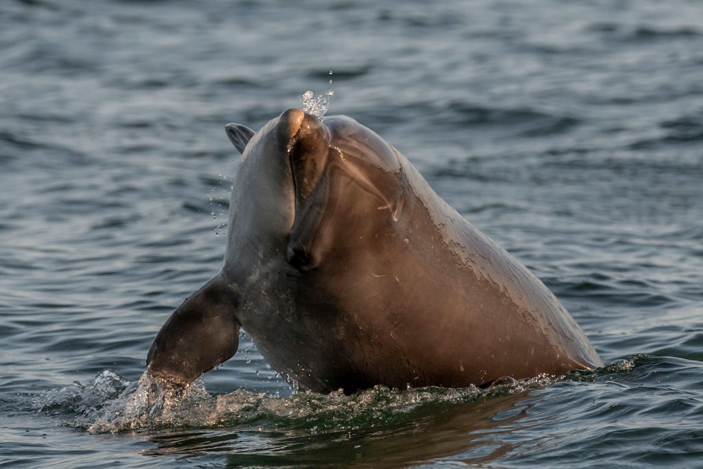 Bottlenose Dolphins Have a Hidden Sense of Electric Fields, Study Finds Bottlenose Dolphins Have a Hidden Sense of Electric Fields, Study Finds