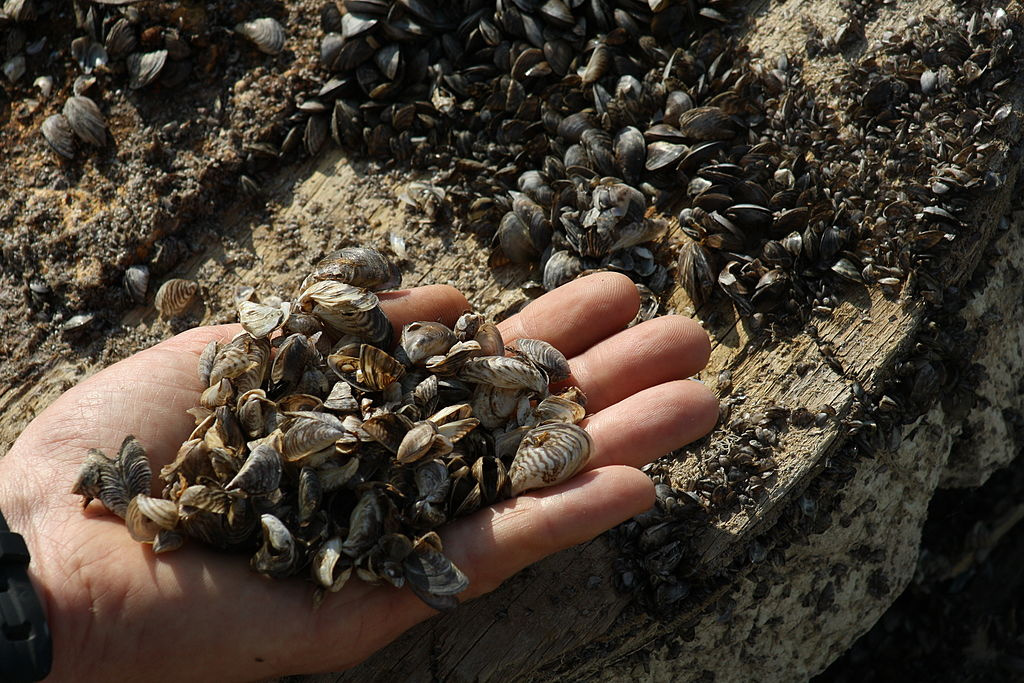 Zebra Mussel Fibers Inspire New Materials for Medicine and Engineering