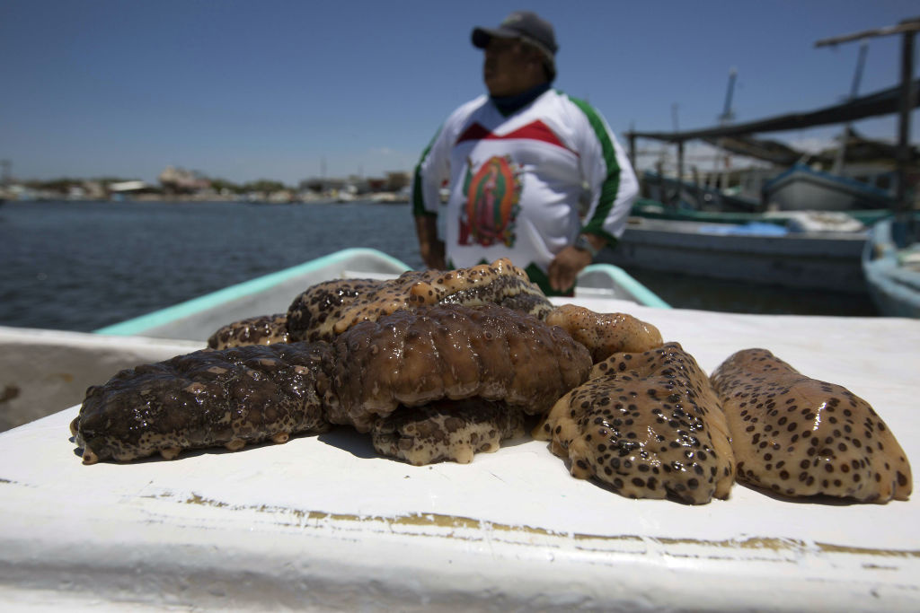 Sea Cucumber From the Philippines Contains Bioactive Compounds With ...