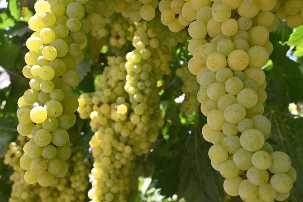 Wild Grapes in North America: A Treasure Trove of Genetic Diversity