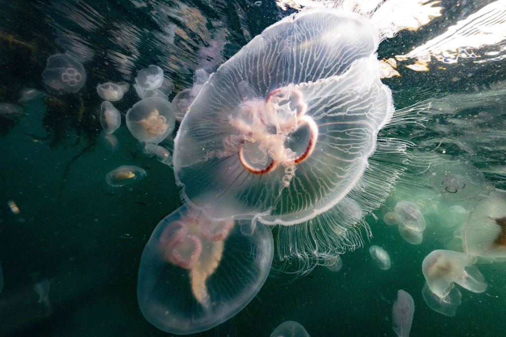 Jellyfish Use Cell Proliferation to Regrow Tentacles: A Unique Feature ...