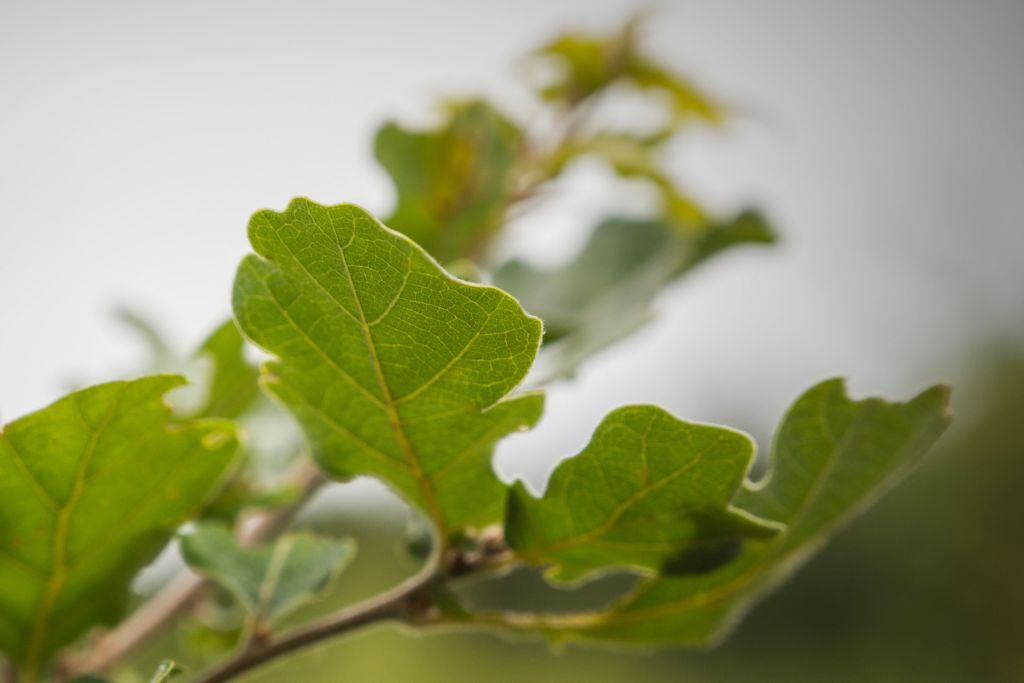 Do Plants Feel Pain? What We Know About Plants’ ‘Distress Signal’