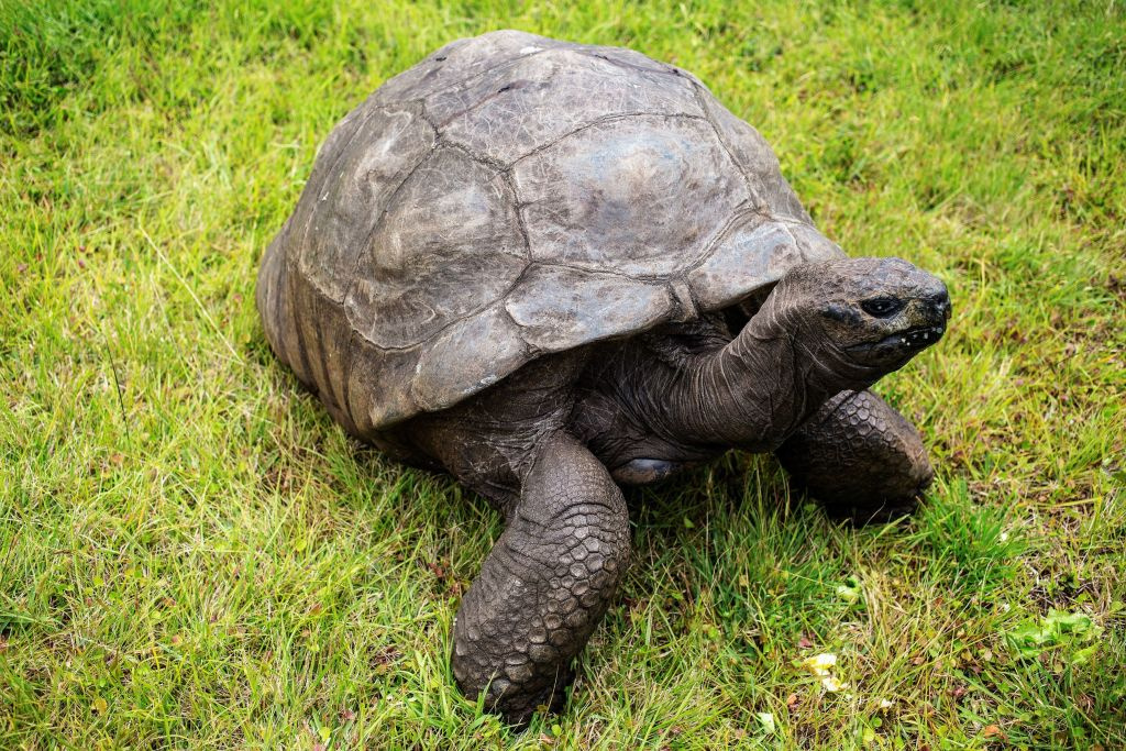 Longest Living Animal: The Lifespan of a Giant Tortoise Will Surprise You