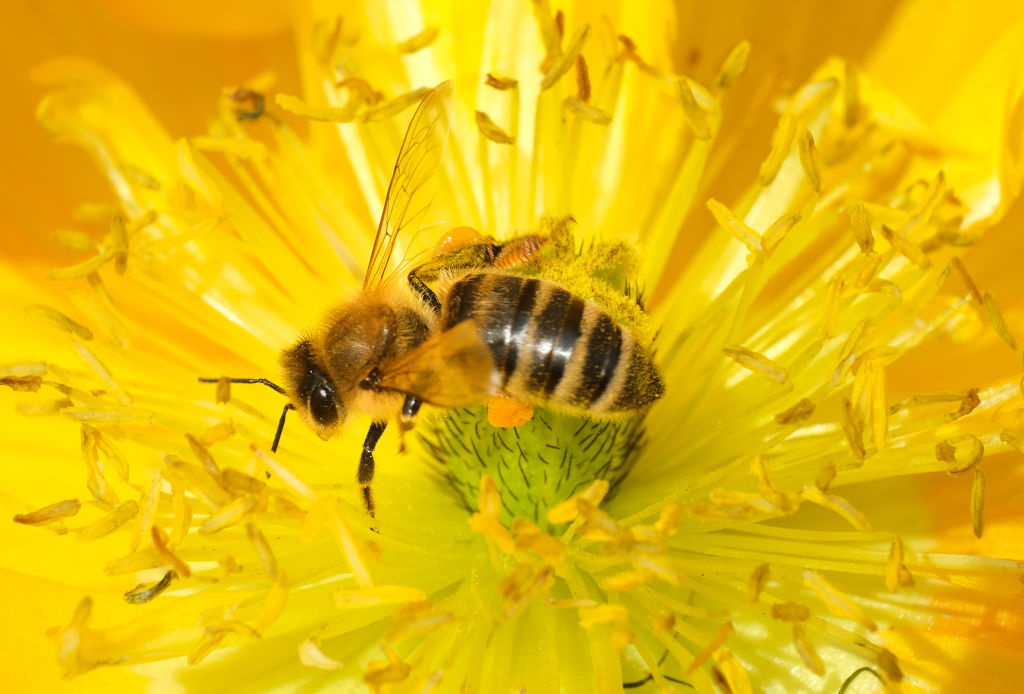 Types of Bees and How to Identify Them
