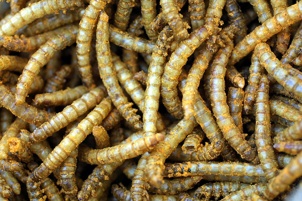 Giant Predator Worms Lurked Beneath the Ancient Seafloor, Fossils Reveal