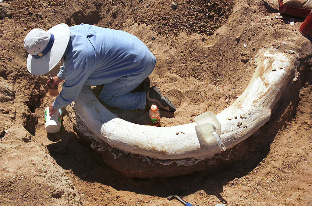 Mammoth Discovery: Coal Miners Find Fossilized Tusk and Bones in North ...