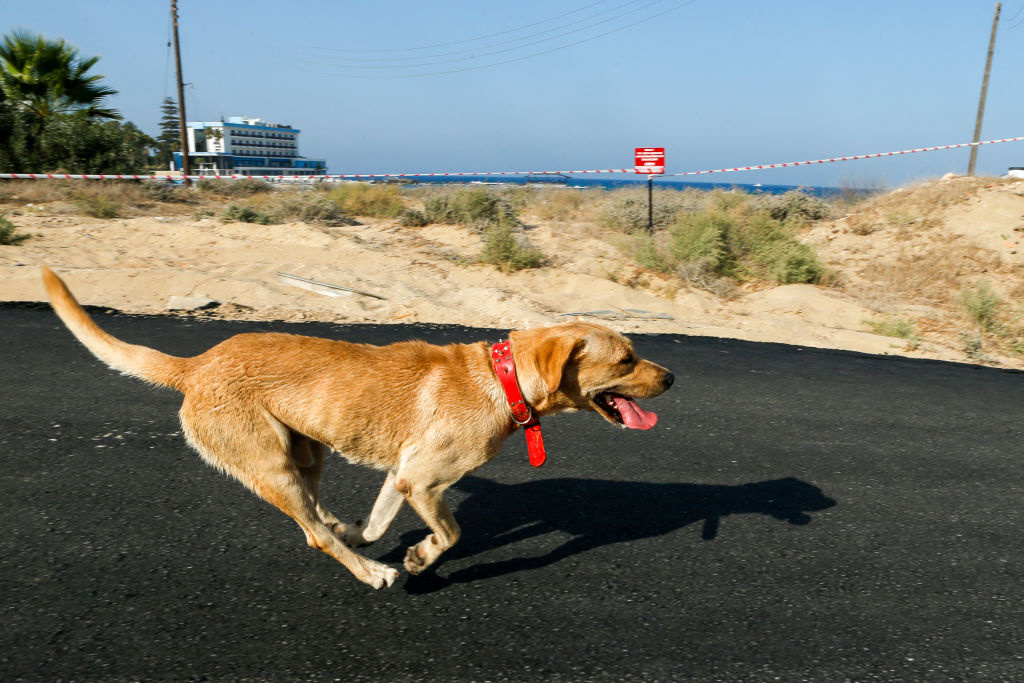 Dogs and Wildlife: How to Minimize the Impact of Your Dog in Summer