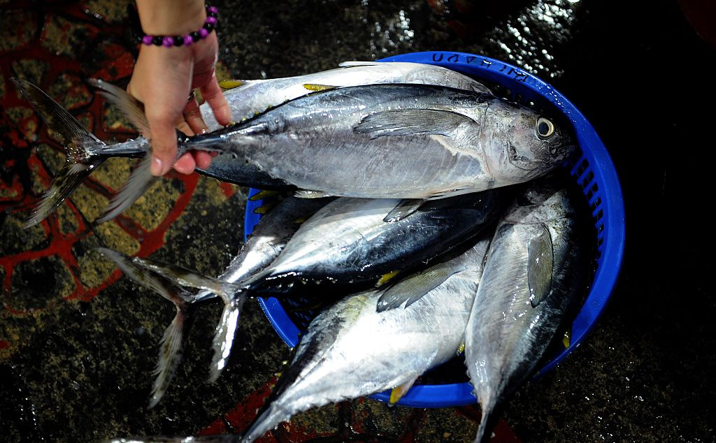 Tuna Species Face Uncertain Future Due to Climate Change and Overfishing