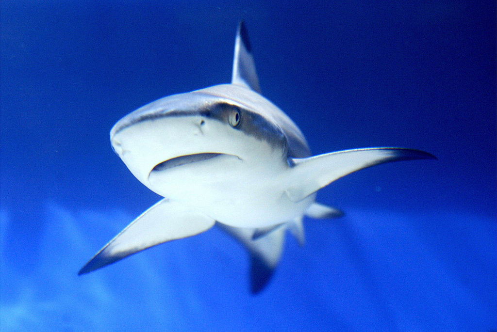 Shark Mortality Rises Despite Anti-Finning Regulations, Study Shows
