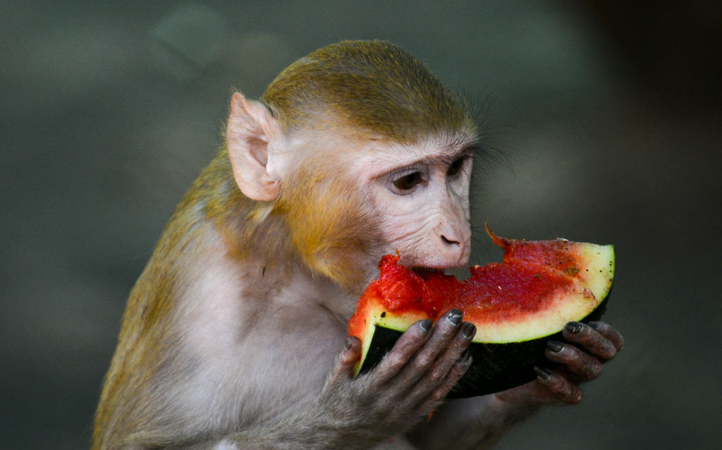 Retro the Rhesus Monkey: First Successful Animal Clone Using a Modified ...