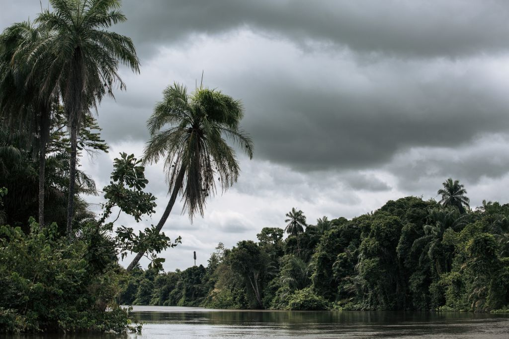 Atlantic Rainforest Faces Massive Loss of Endemic Tree Species by 80%