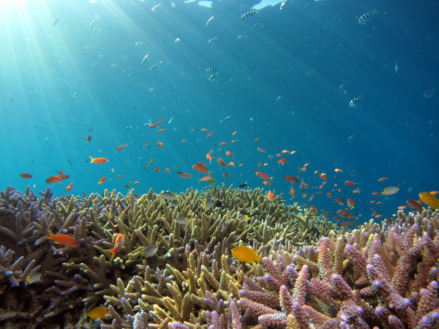 New Underwater Mapping Reveals Giant Coral Reef in the Deep Ocean