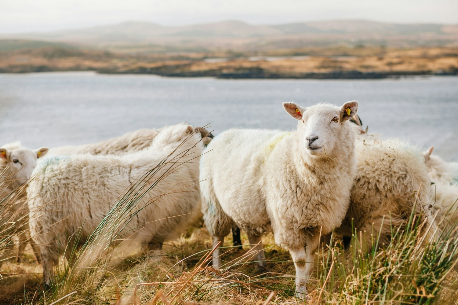 Sheep Likely Source of New 'Species X' Bacteria, London Patient as ...