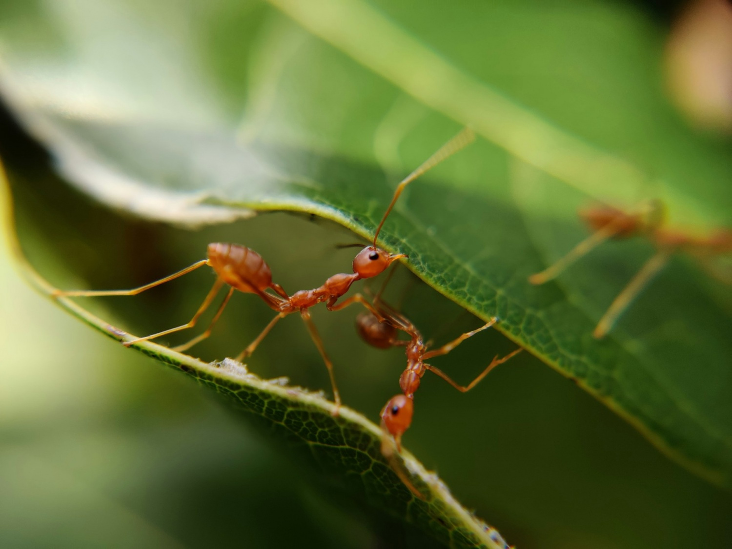 Ants Reveal the Importance of Plant Diversity for Eco Fuels