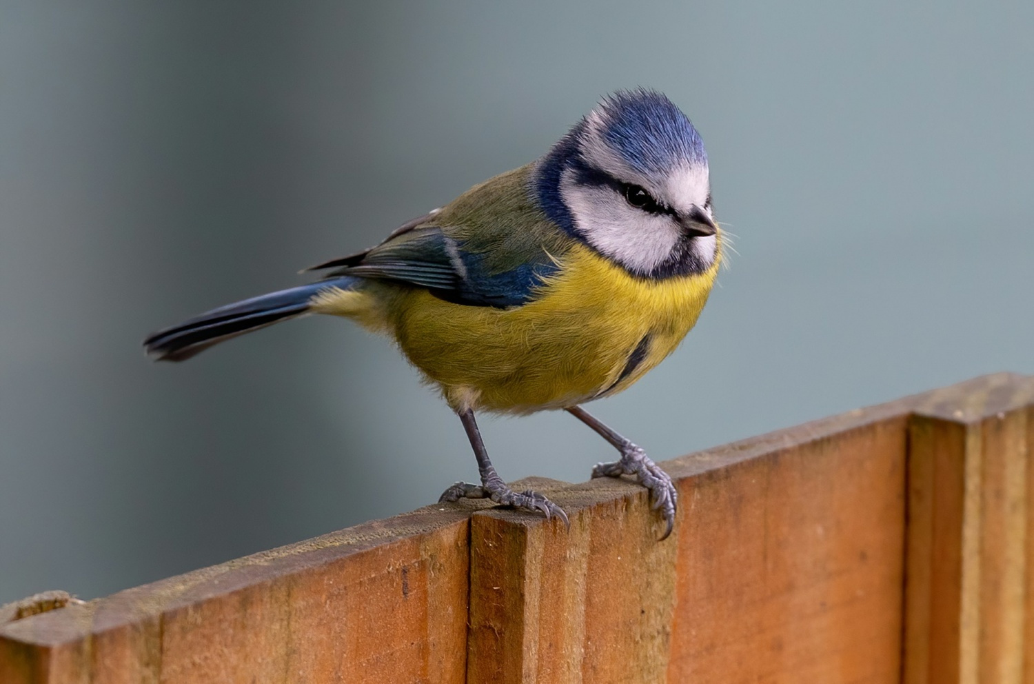 Blue Tit Breeding Success Linked to Moth Abundance, New Research Shows