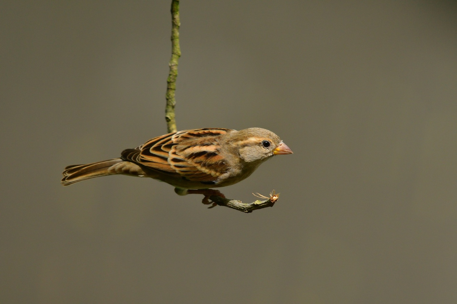 Urban Finches Resist Vampire Fly Better Than Rural Ones, Study Finds