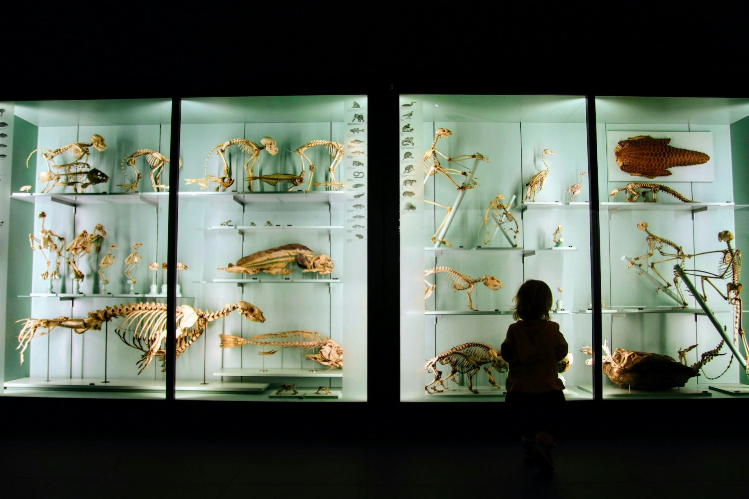 Eoneophron Infernalis: A New ‘Hell Chicken’ Dinosaur From the End of ...