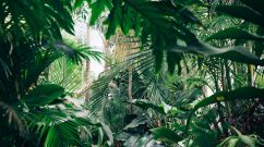 Plant Communication: Study Shows First-Ever Video of Plants Talking ...