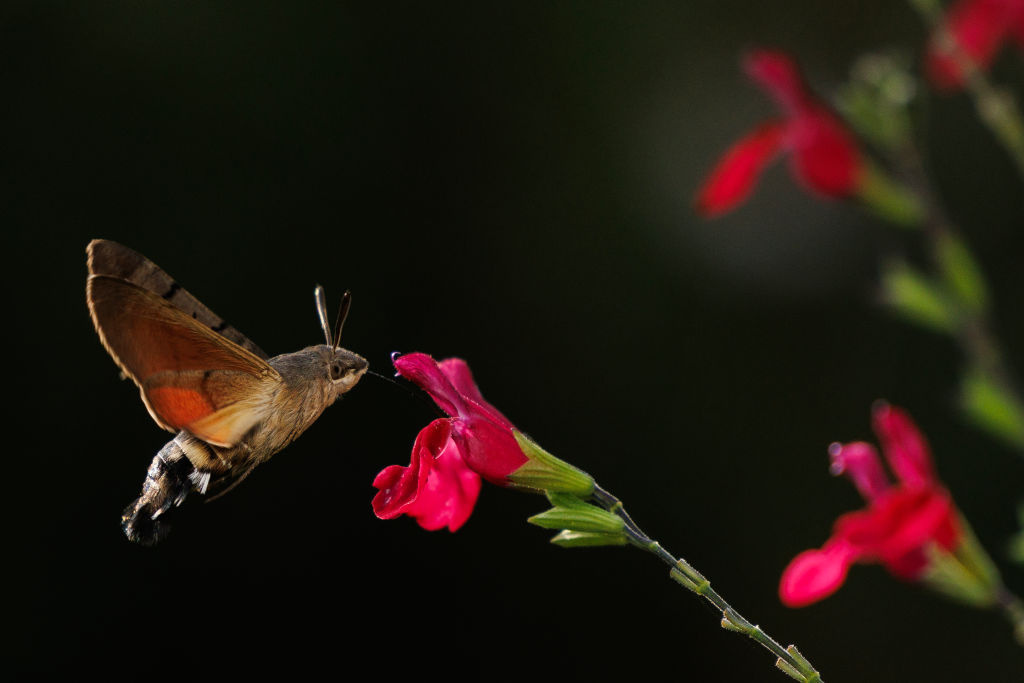 Hummingbird Hawk Moths Use Vision To Control Their Proboscis, Study Finds
