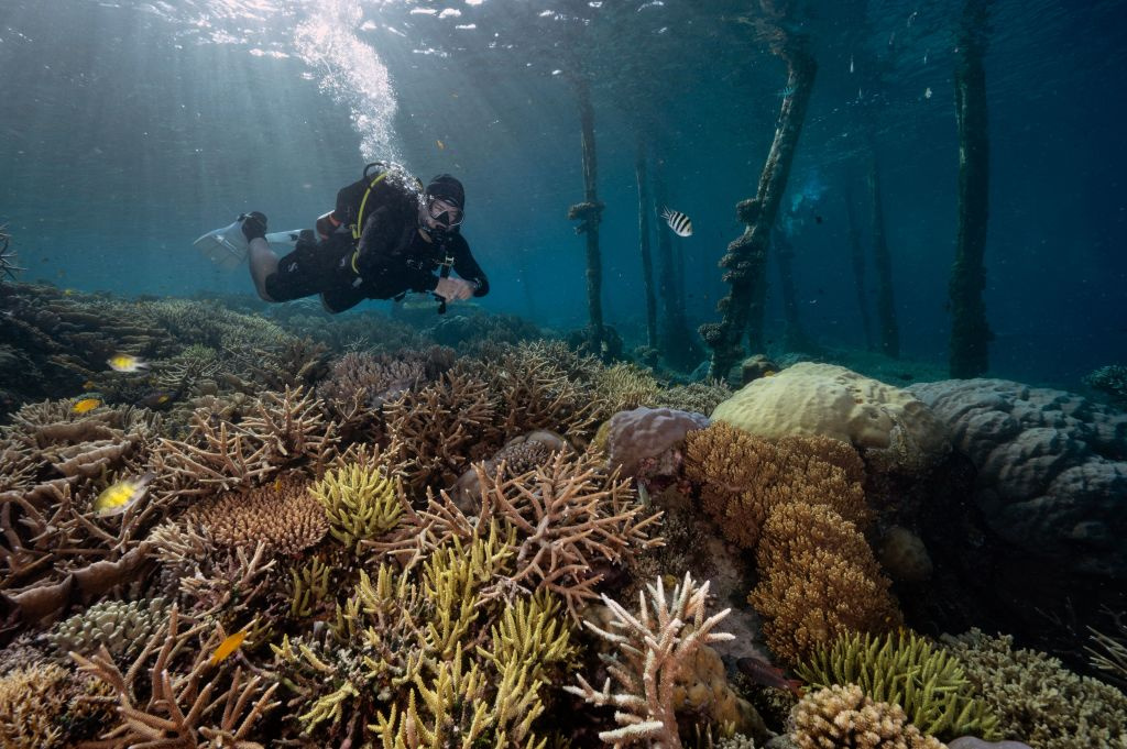 Natural Reef Recovery Depends on Connectivity and Survival of Baby Corals