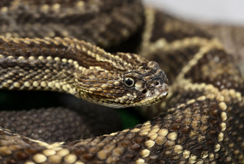 Pit Vipers Use Cooperative Sensors To Hunt in the Dark, Physicists Find