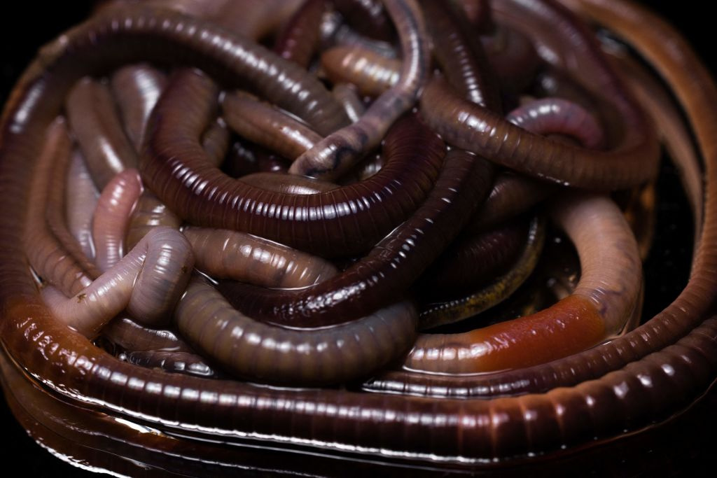 Earthworm Invasion: Non-native Species Are Harming Ecosystems in North ...