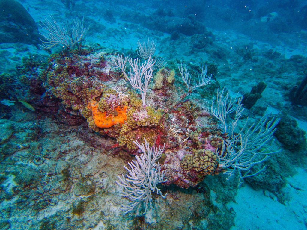 Bleaching Reefs Release Compounds That Attract Harmful Bacteria