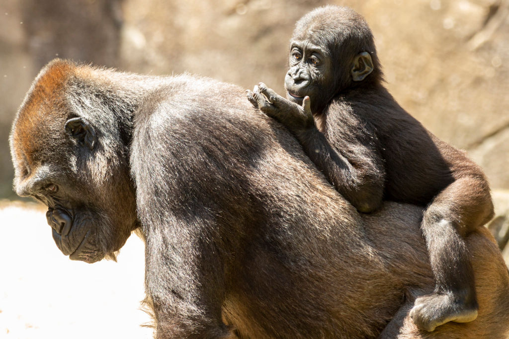 Another Miracle Birth for Critically Endangered Gorillas at London Zoo