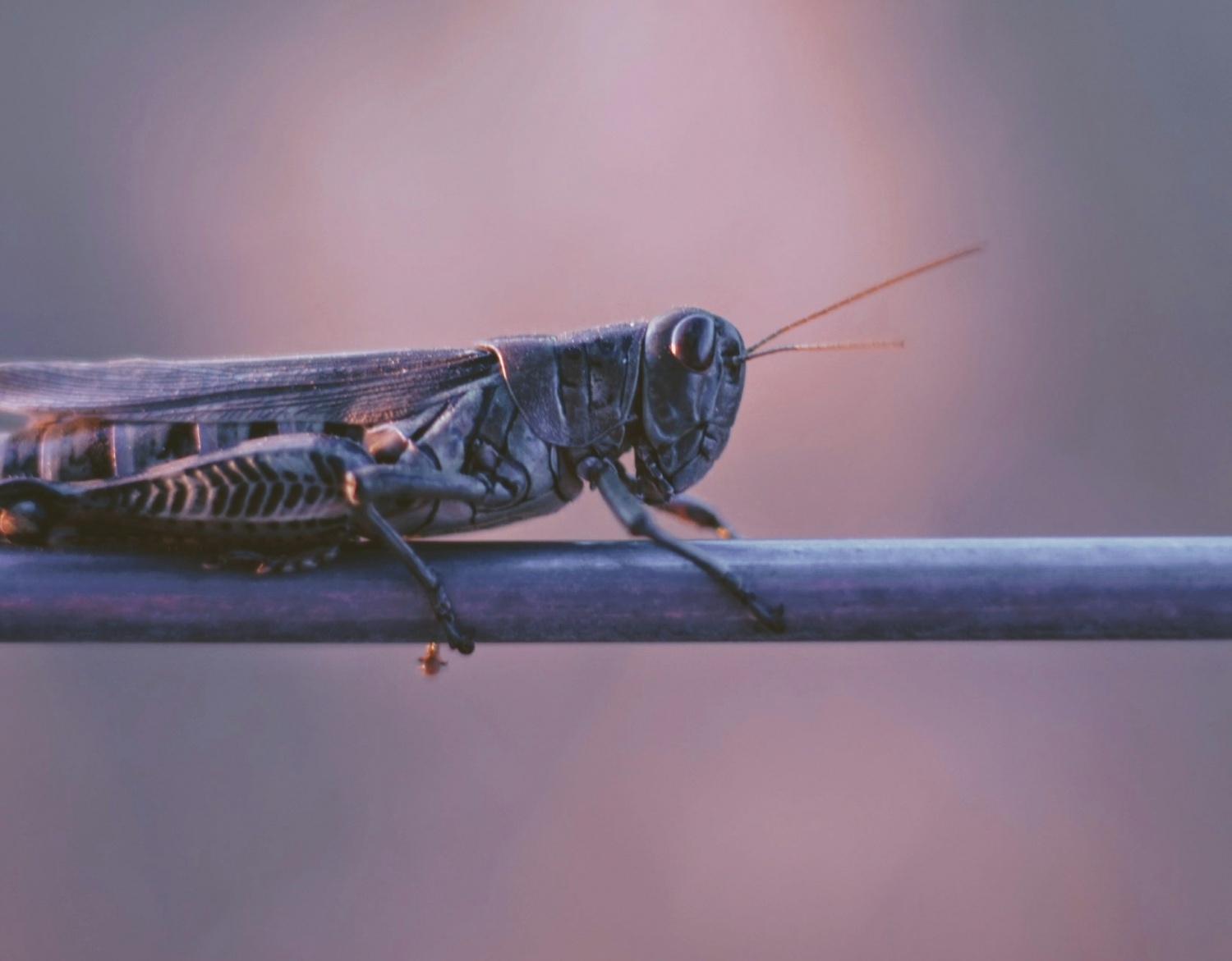 Locust Outbreaks: Global Warming Could Intensify Locust Swarms in ...