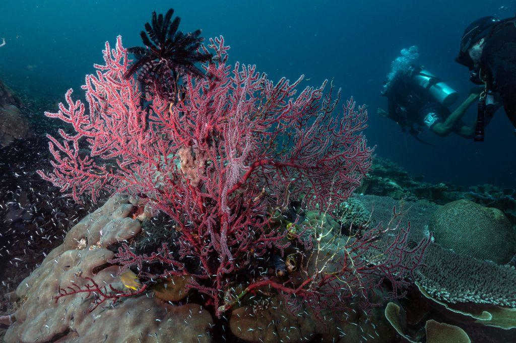 Preserving Coral Reefs: Scientists Explore Experimental Techniques to ...