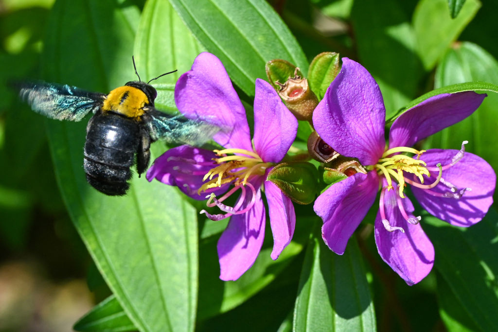 Orchid Bees Face Extinction Risk: Study Warns of Habitat Loss in ...