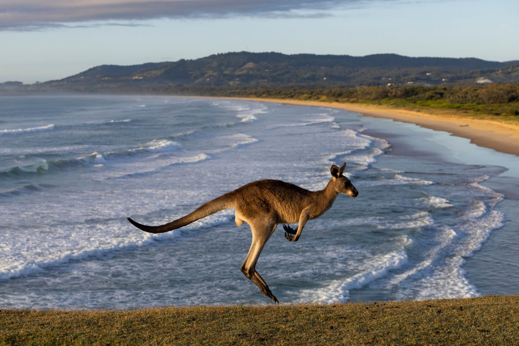 Giant Kangaroos Once Roamed Australia, New Unearthed Fossils Reveal