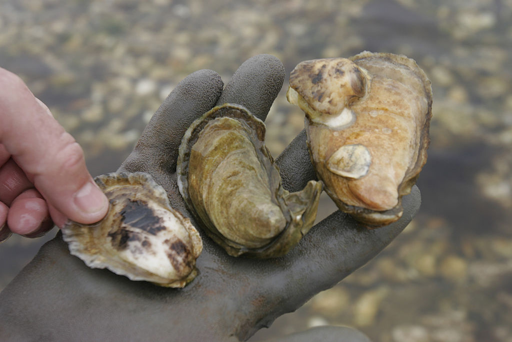 Disappeared Surf Clams Make a Comeback on Virginia Coast After Decades