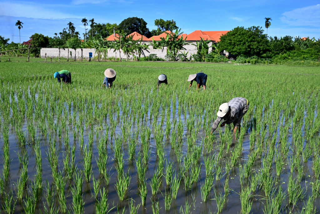 Vietnamese Farmers Pioneer Sustainable Rice Cultivation to Curb Methane ...