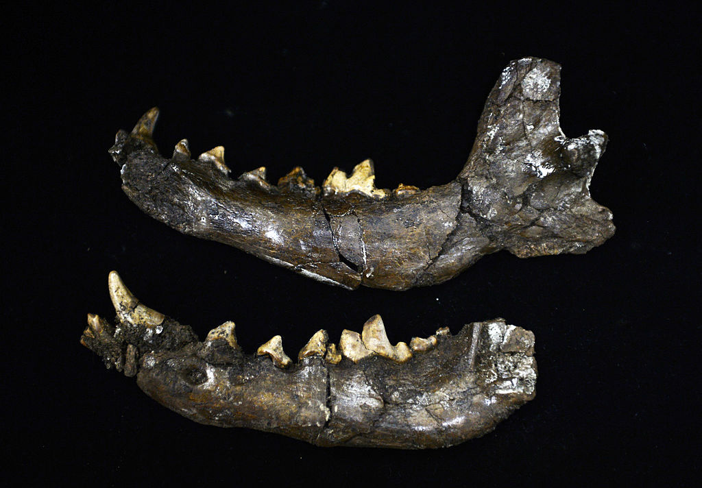 Saber-Toothed Cats Retained Baby Teeth to Support Growing Canines ...