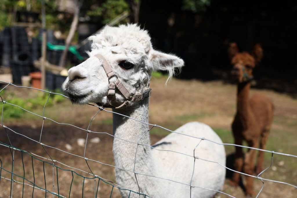 Alpacas Stand Out in Mammal Reproduction with Unprecedented ...