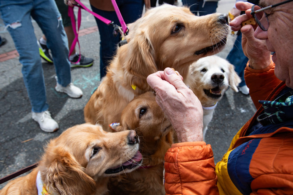 Purebred or Mixed: Study Finds No Difference in Dog Health Issues
