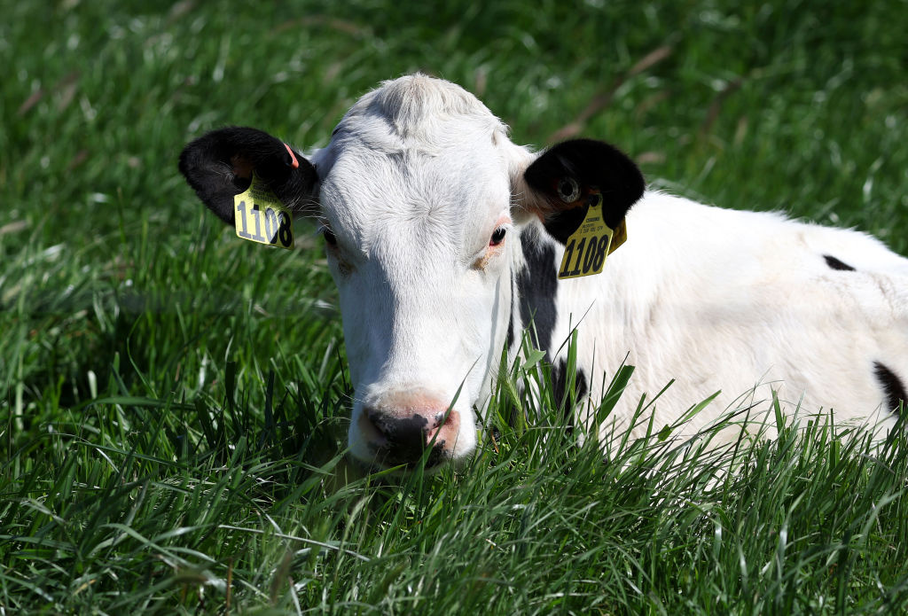 Low-Intensity Grazing Proves Beneficial for Local Biodiversity, Yet ...