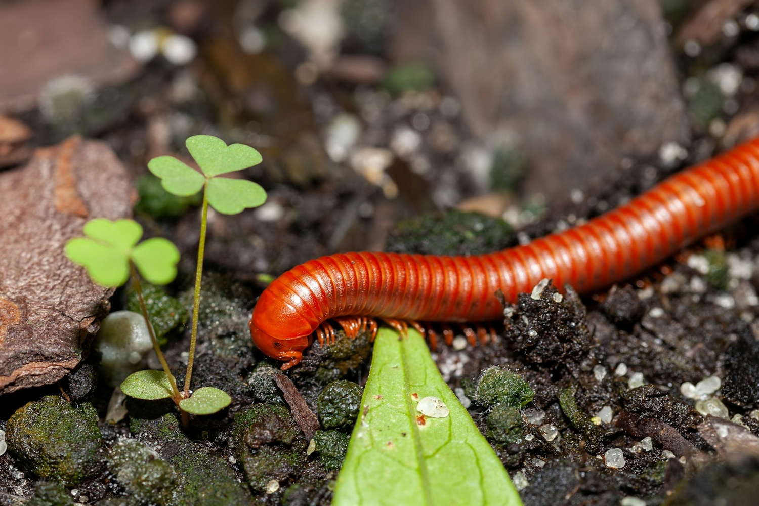 Venomous Centipede Could be Game-Changer and Save Lives of People with ...