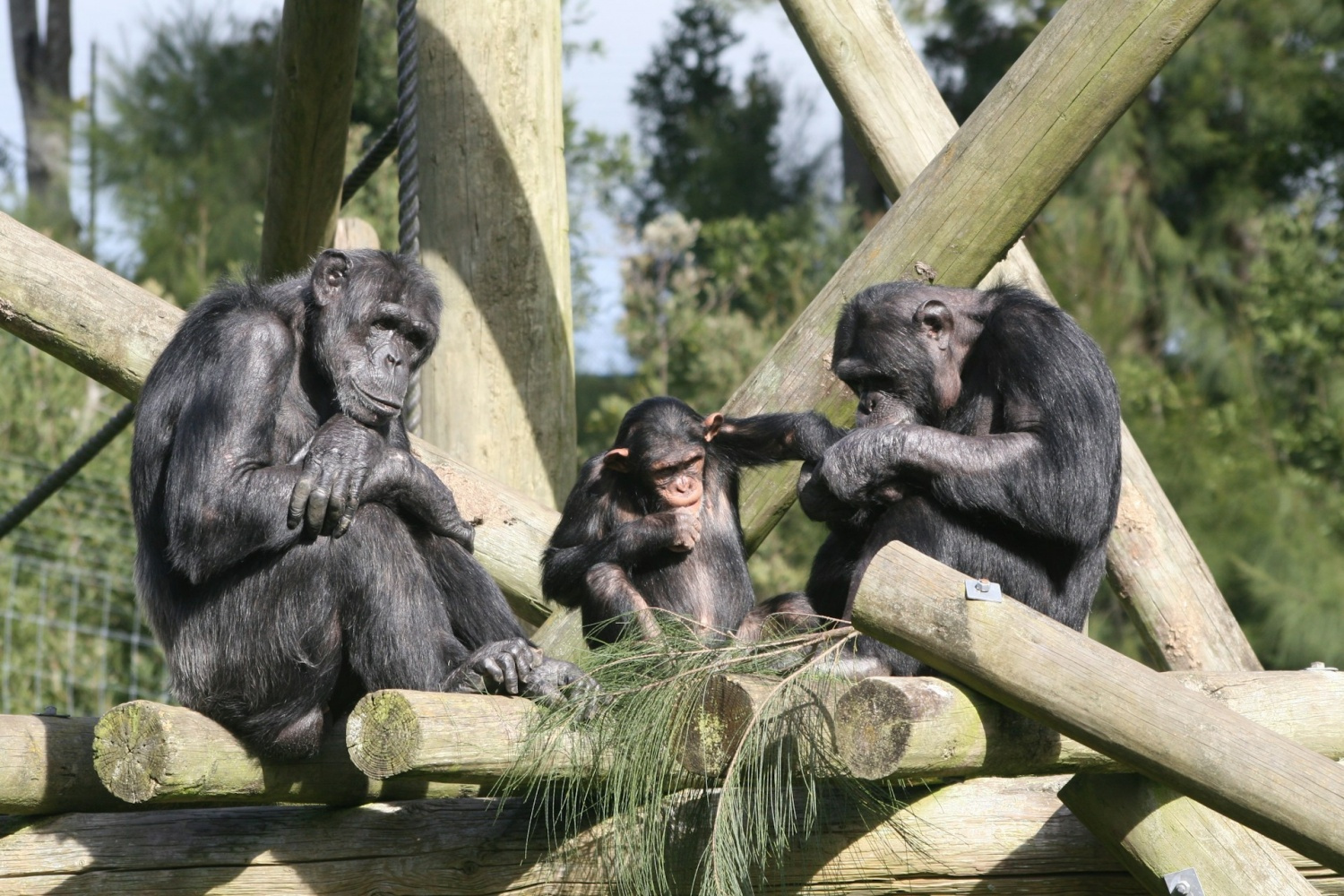 Chimpanzee Behavior: Chimp Wars Show That Murder and Violence are Not ...