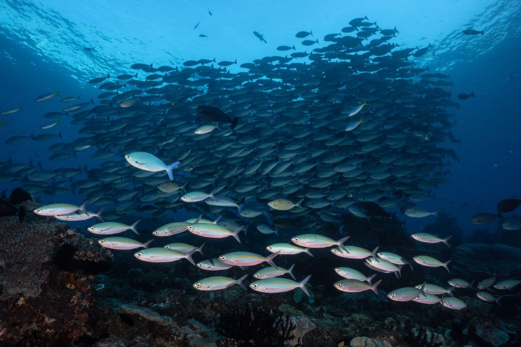 Navigating Towards Sustainability: Innovative Genomic Strategies ...